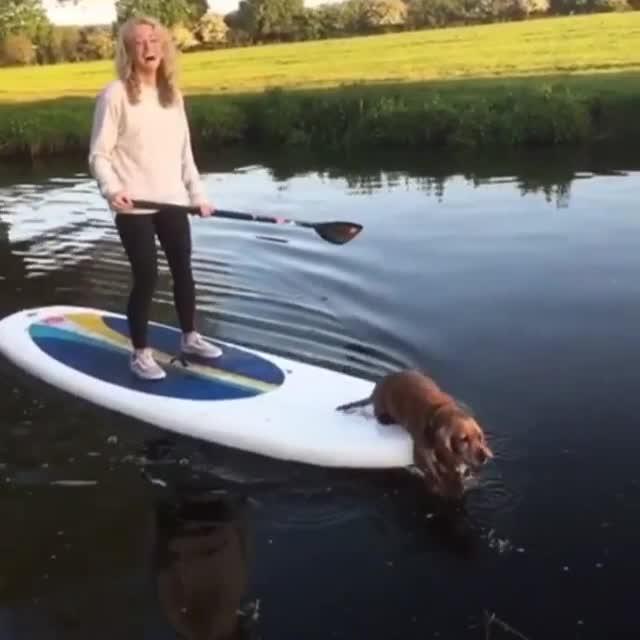 Dog Paddles Paddleboard With Paws | Jukin Licensing