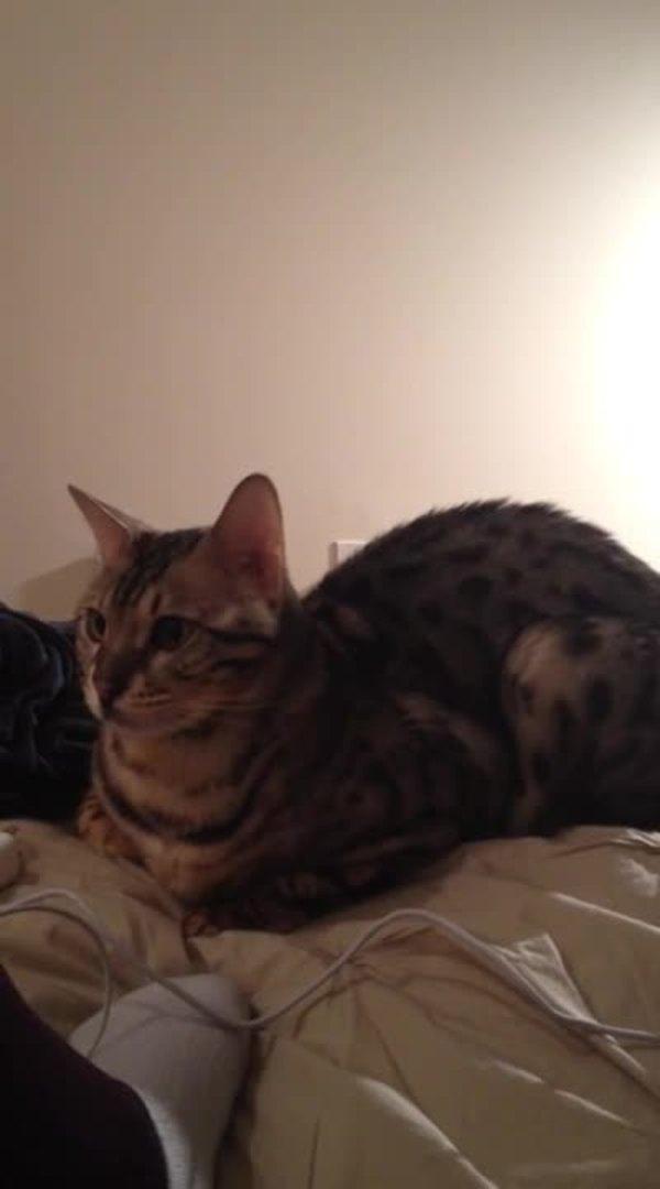 Cat Wants to Eat | Jukin Licensing