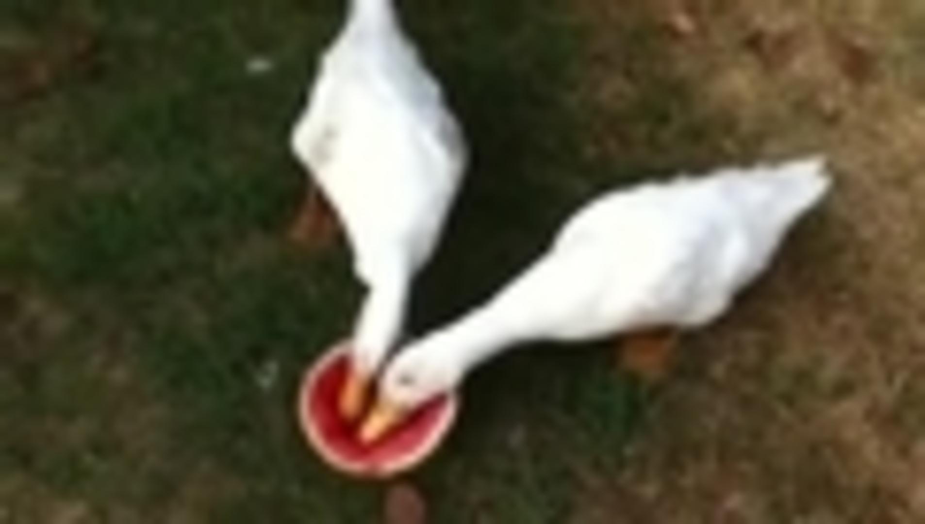 Ducks Eating Watermelon | Jukin Licensing