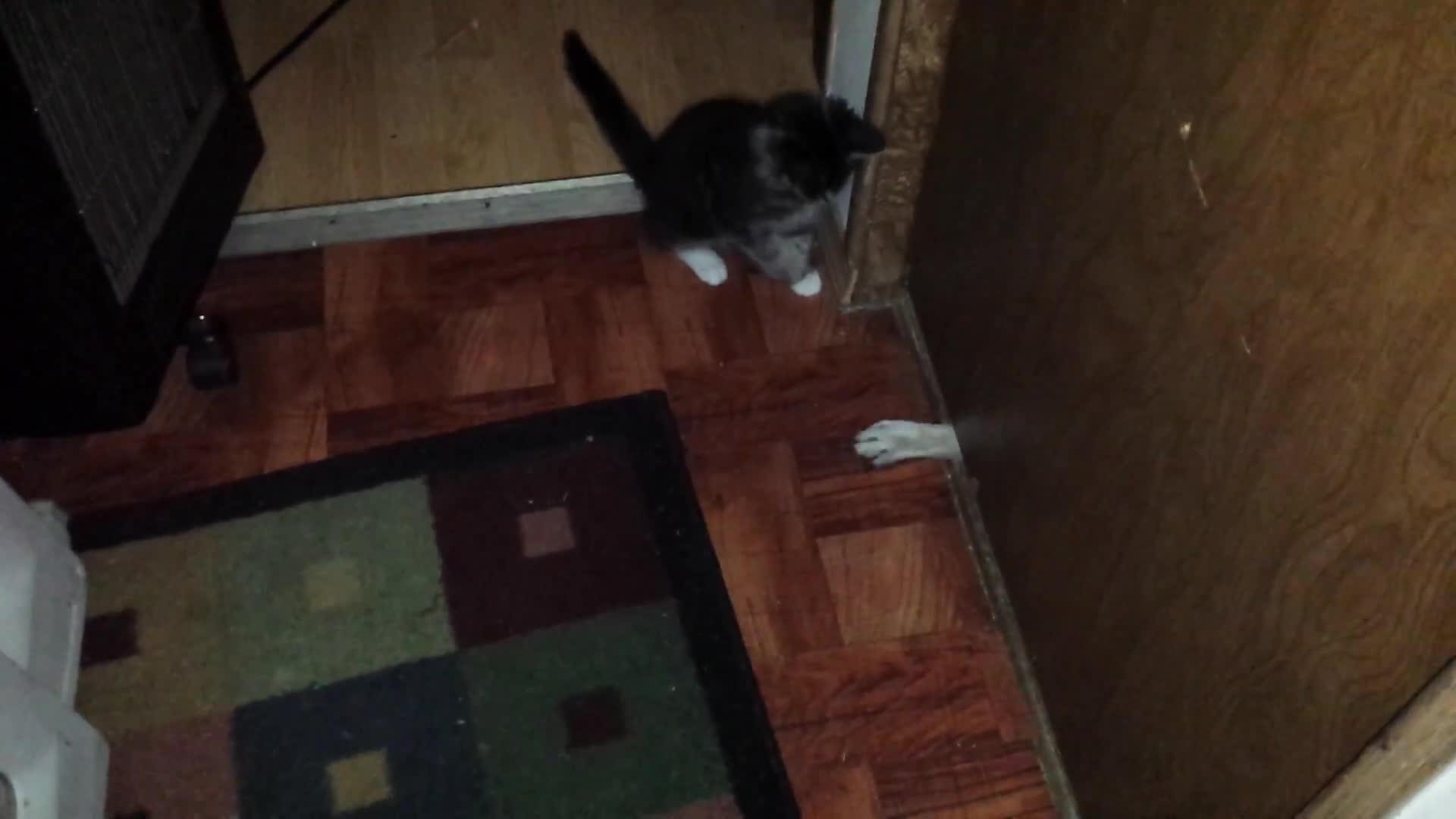Kitten Pounces on Dog's Paw Under Door Crack | Jukin Licensing