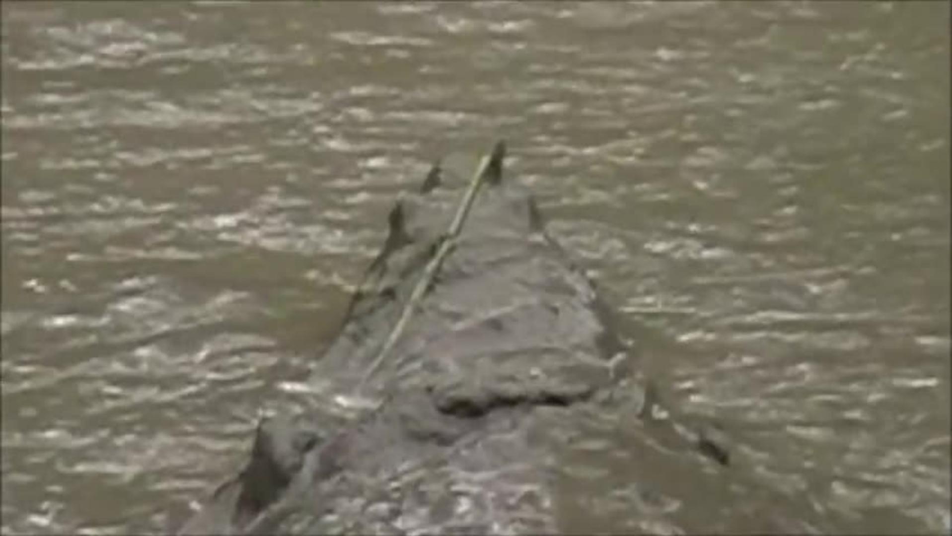 Man in Boxers Saves Turtle | Jukin Licensing