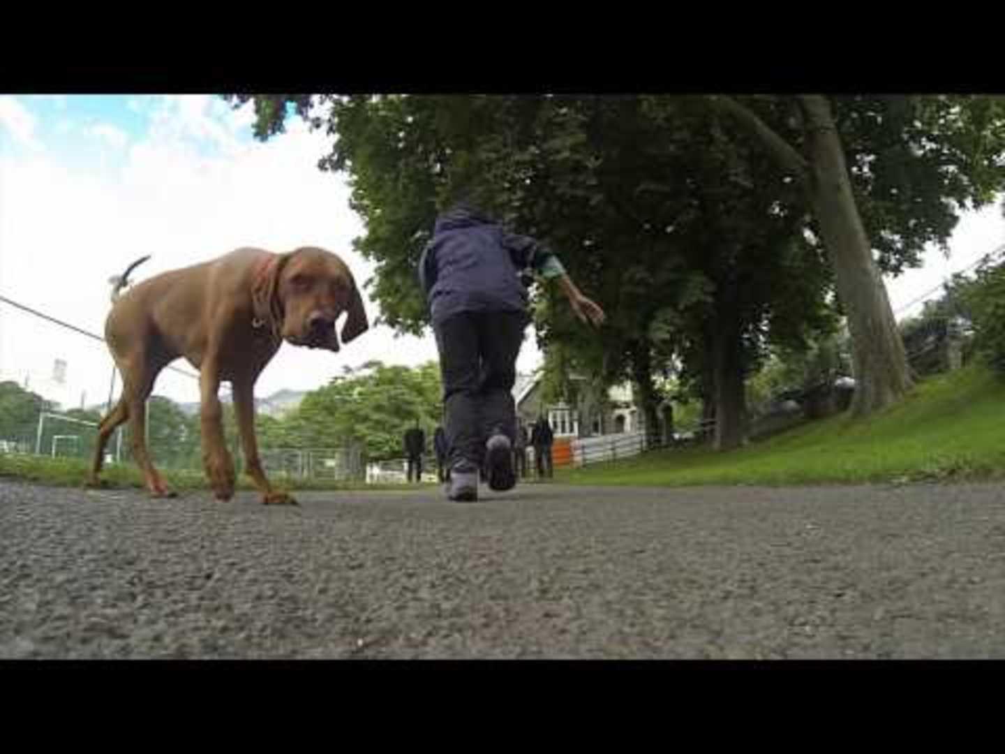 Dog Steals GoPro | Jukin Licensing