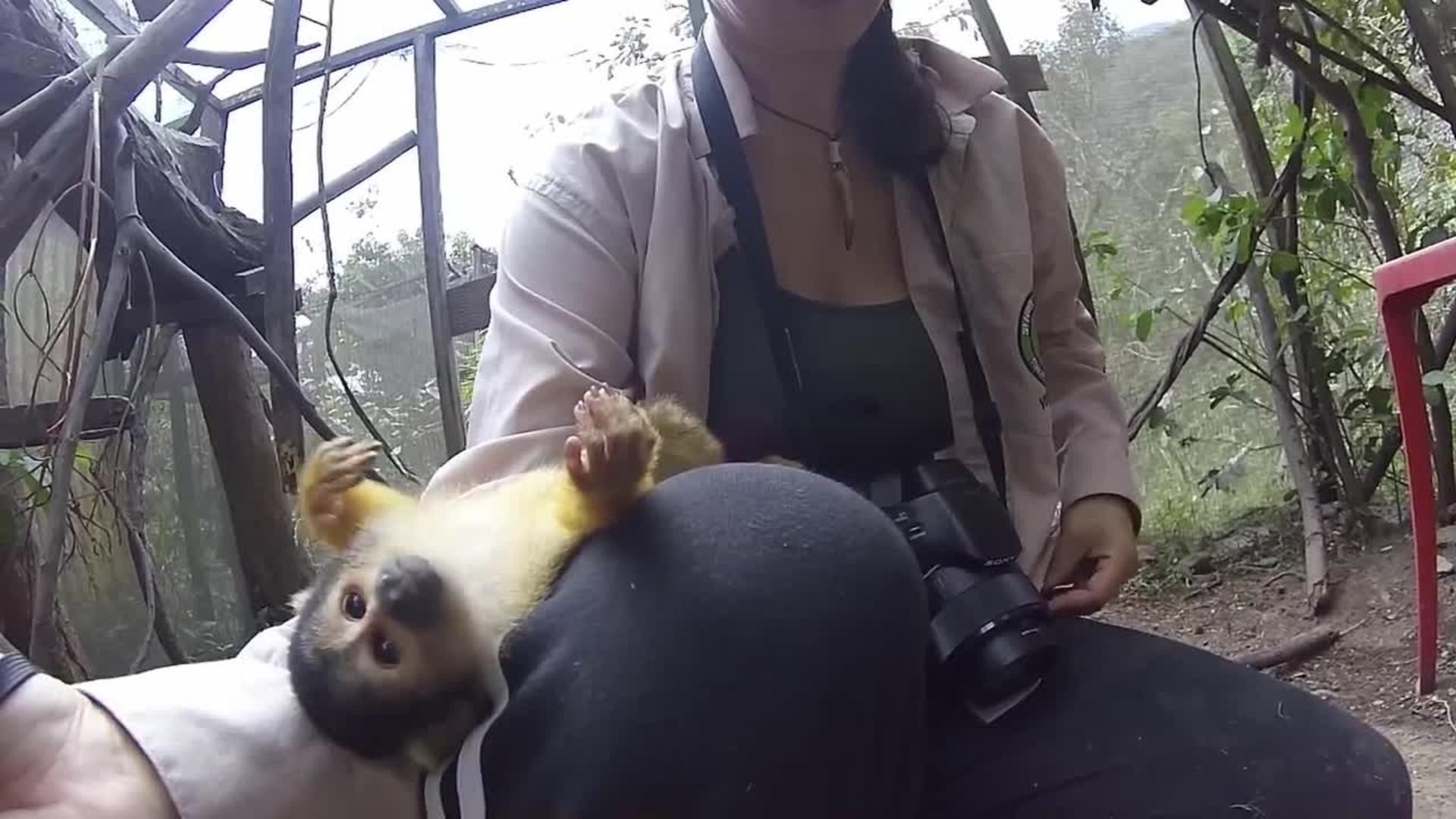 Monkey Getting Belly Scratched | Jukin Licensing