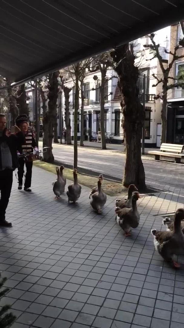 Geese Parade on Sidewalk | Jukin Licensing