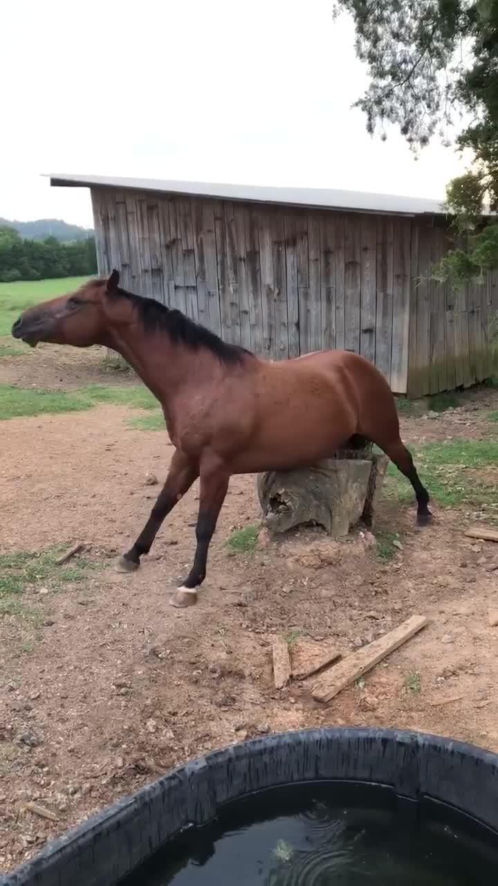 Horse Uses Tree Stump to Scratch Stomach | Jukin Licensing