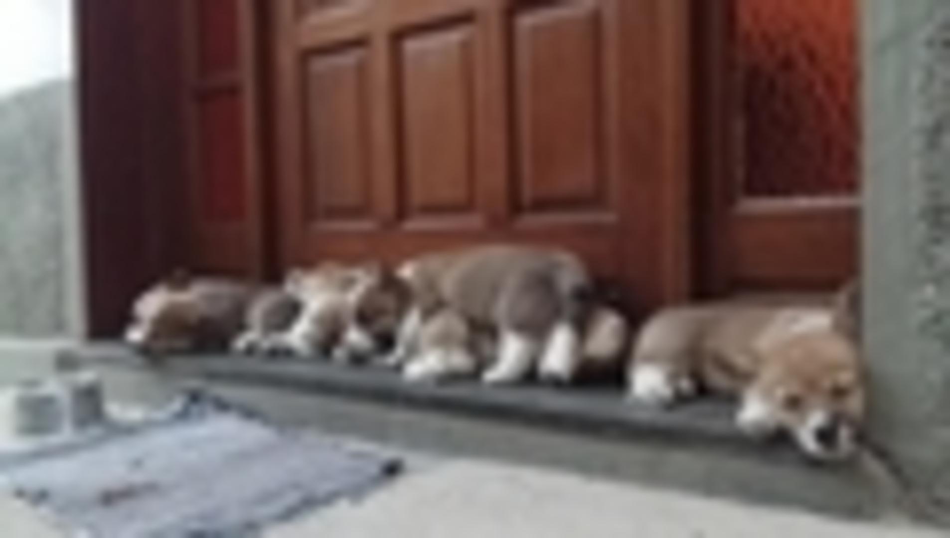 Baby Corgis Sleep in a Pile | Jukin Licensing