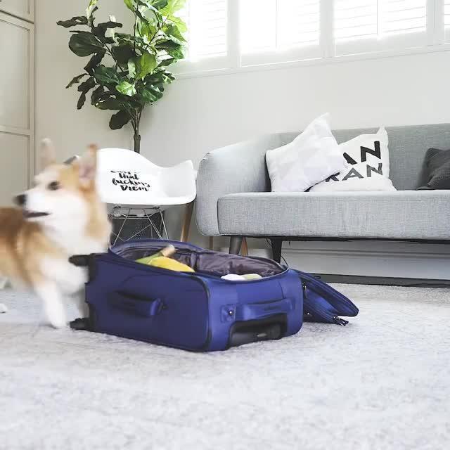 Corgi Packs Travel Bag Full of Toys | Jukin Licensing
