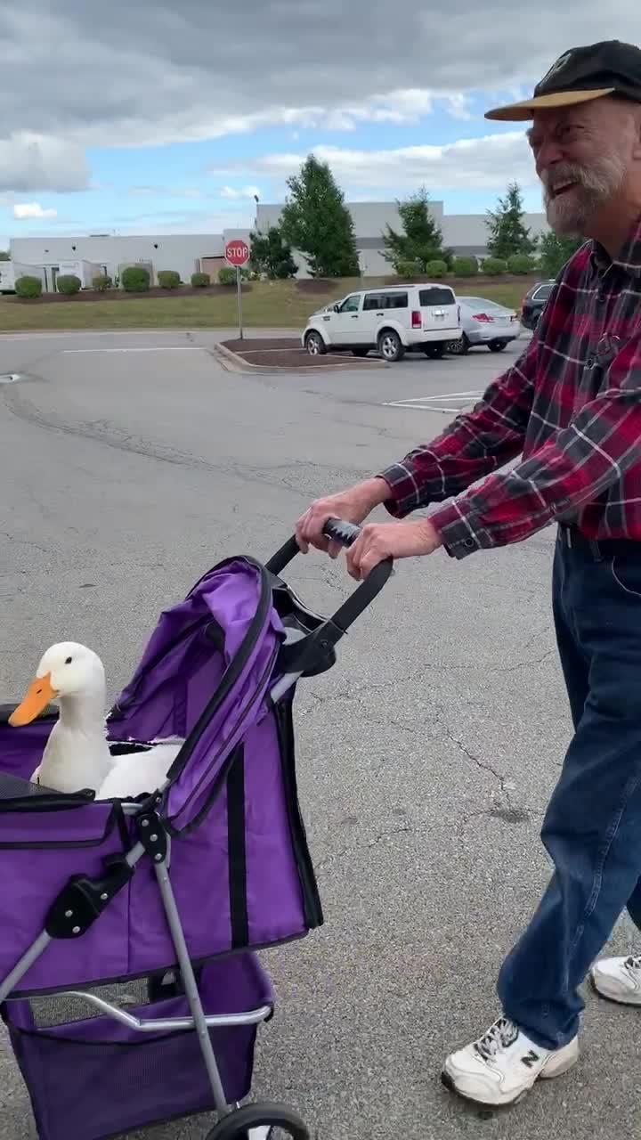 Man Takes Pet Duck Shopping in Stroller | Jukin Licensing