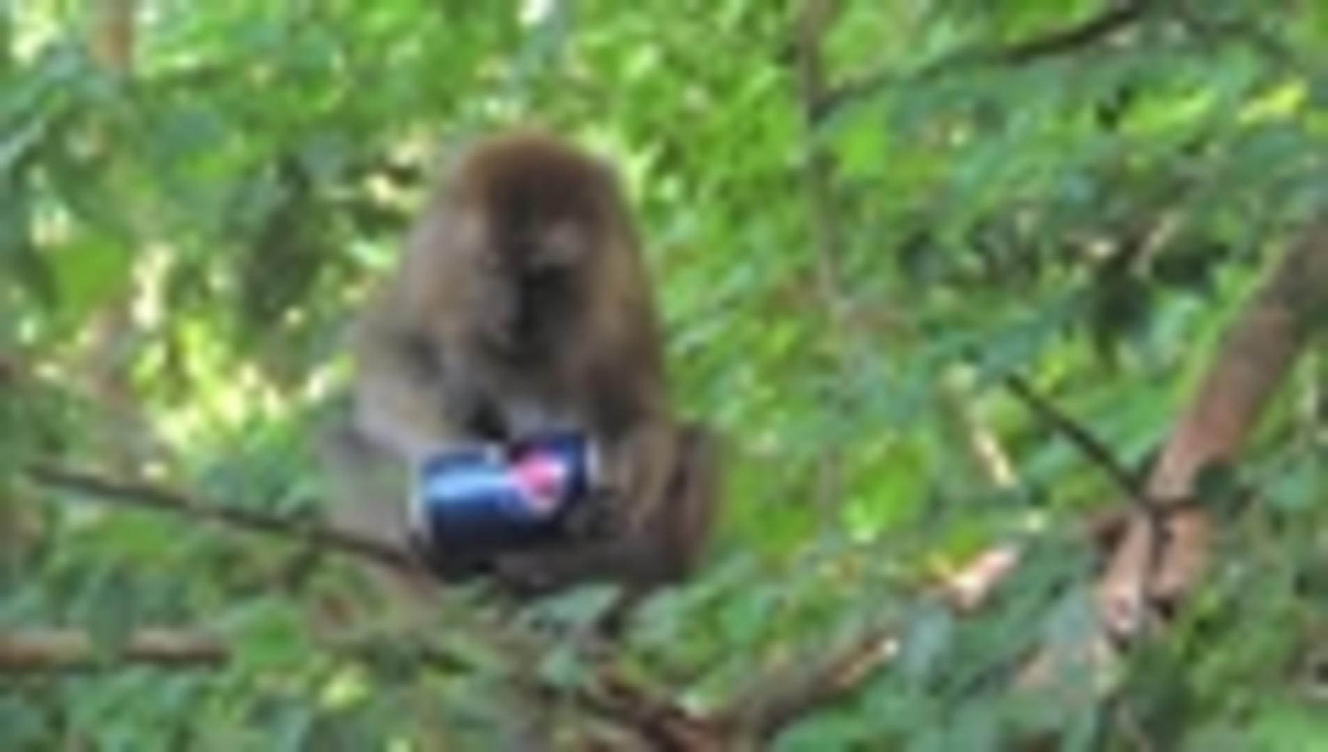 Monkey Loves Pepsi | Jukin Licensing