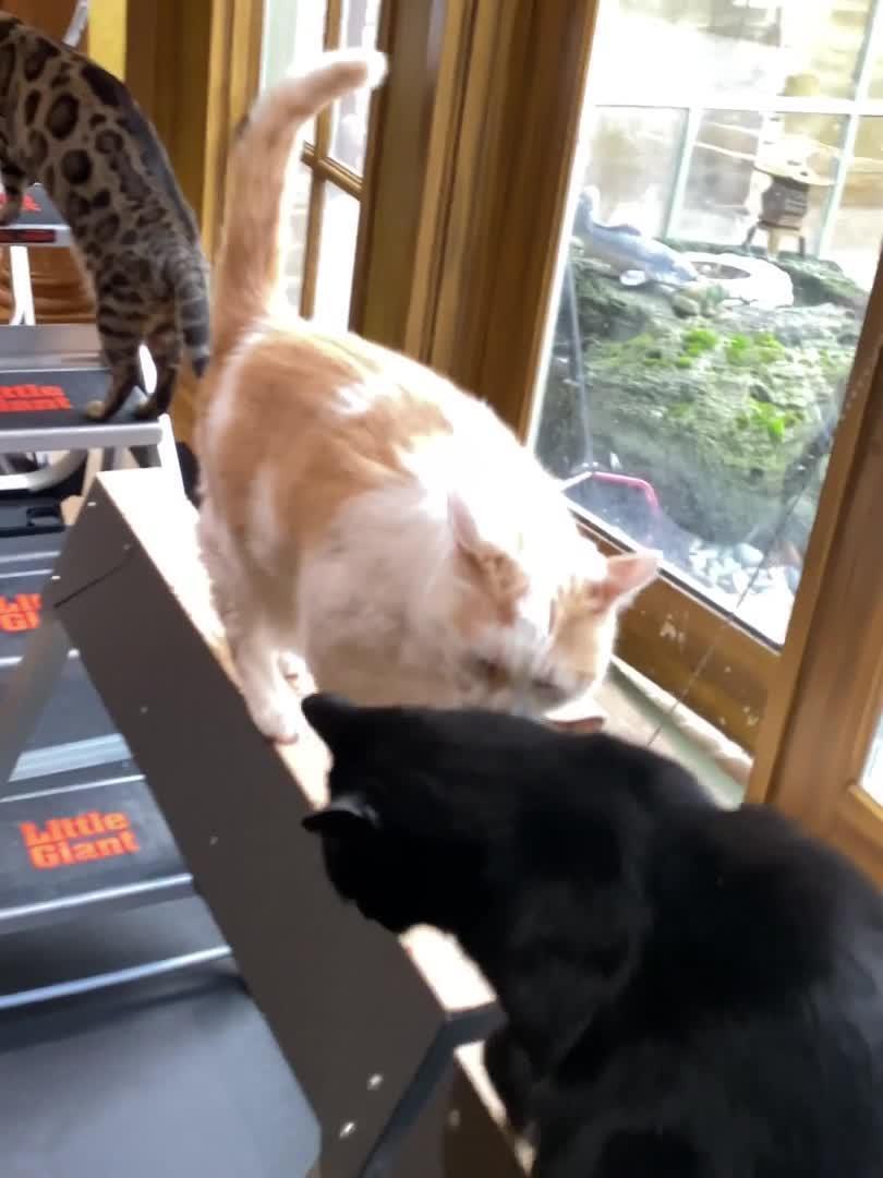 Cat Does Obstacle Course and Completes it Brilliantly Without Falling ...
