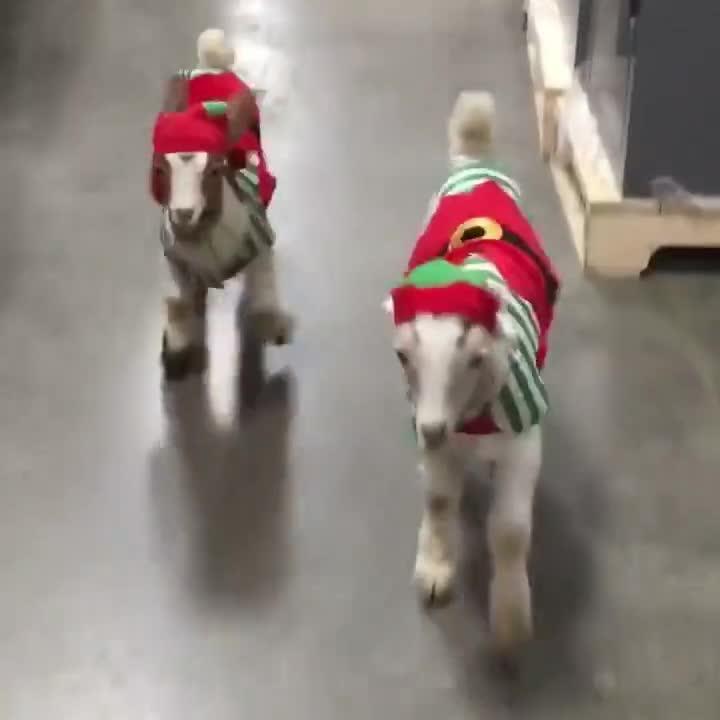 Goats in Elf Costumes Roam Store | Jukin Licensing