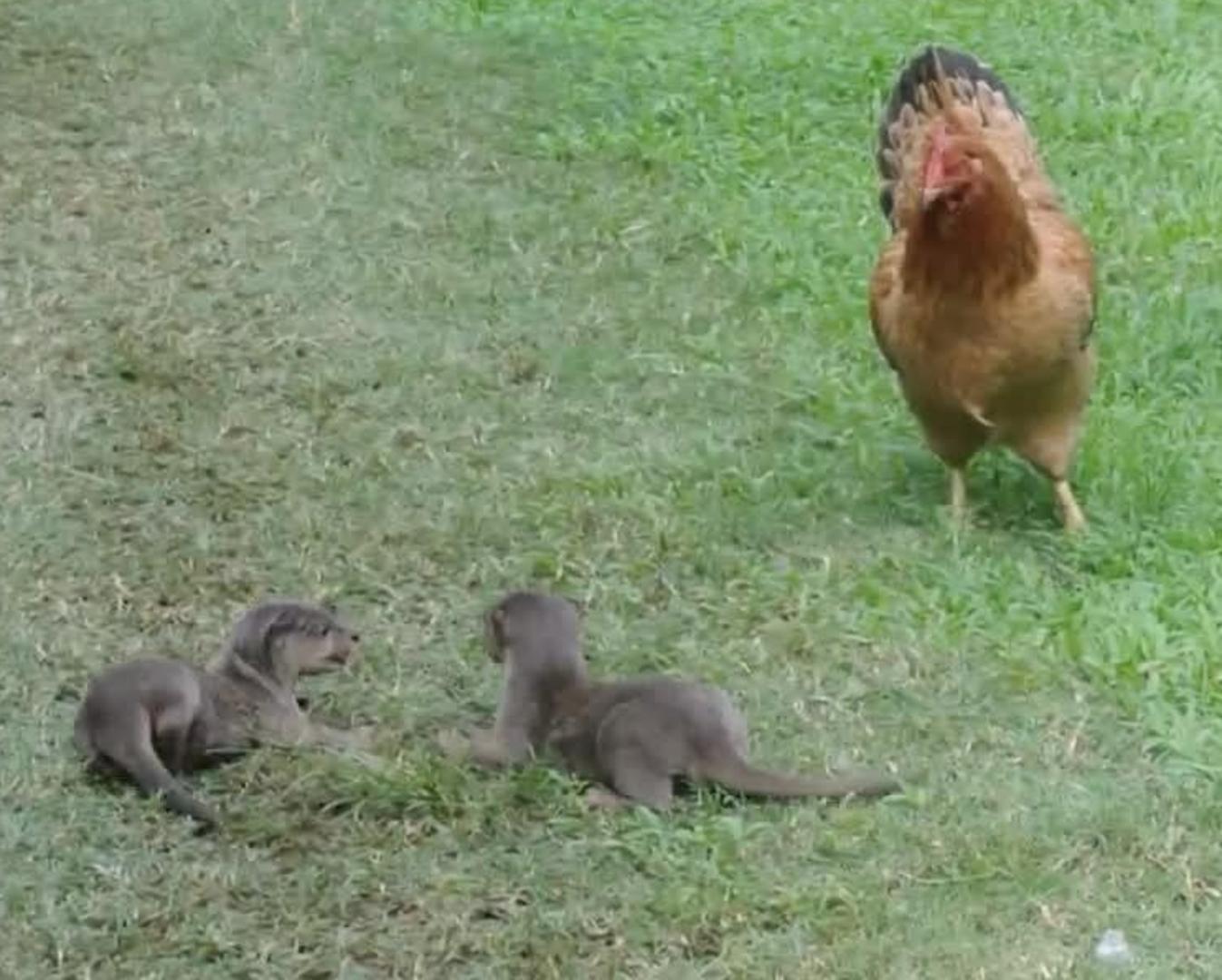 Otter Pups Play with Chicken | Jukin Licensing