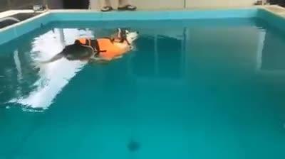 Husky Floats in Pool | Jukin Licensing