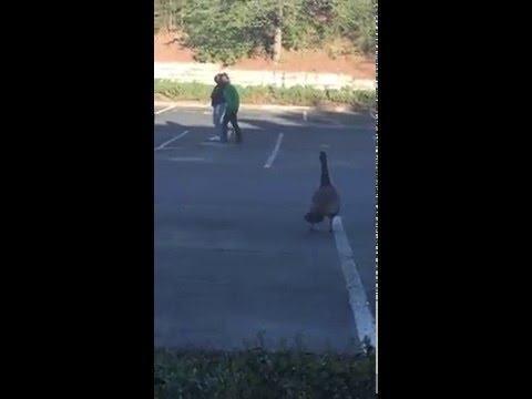Man Taunts Goose and Gets Chased | Jukin Licensing