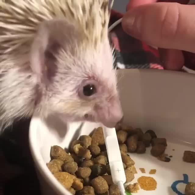 Tiny Hedgehog Nibbles on Crunchy Cereal | Jukin Licensing