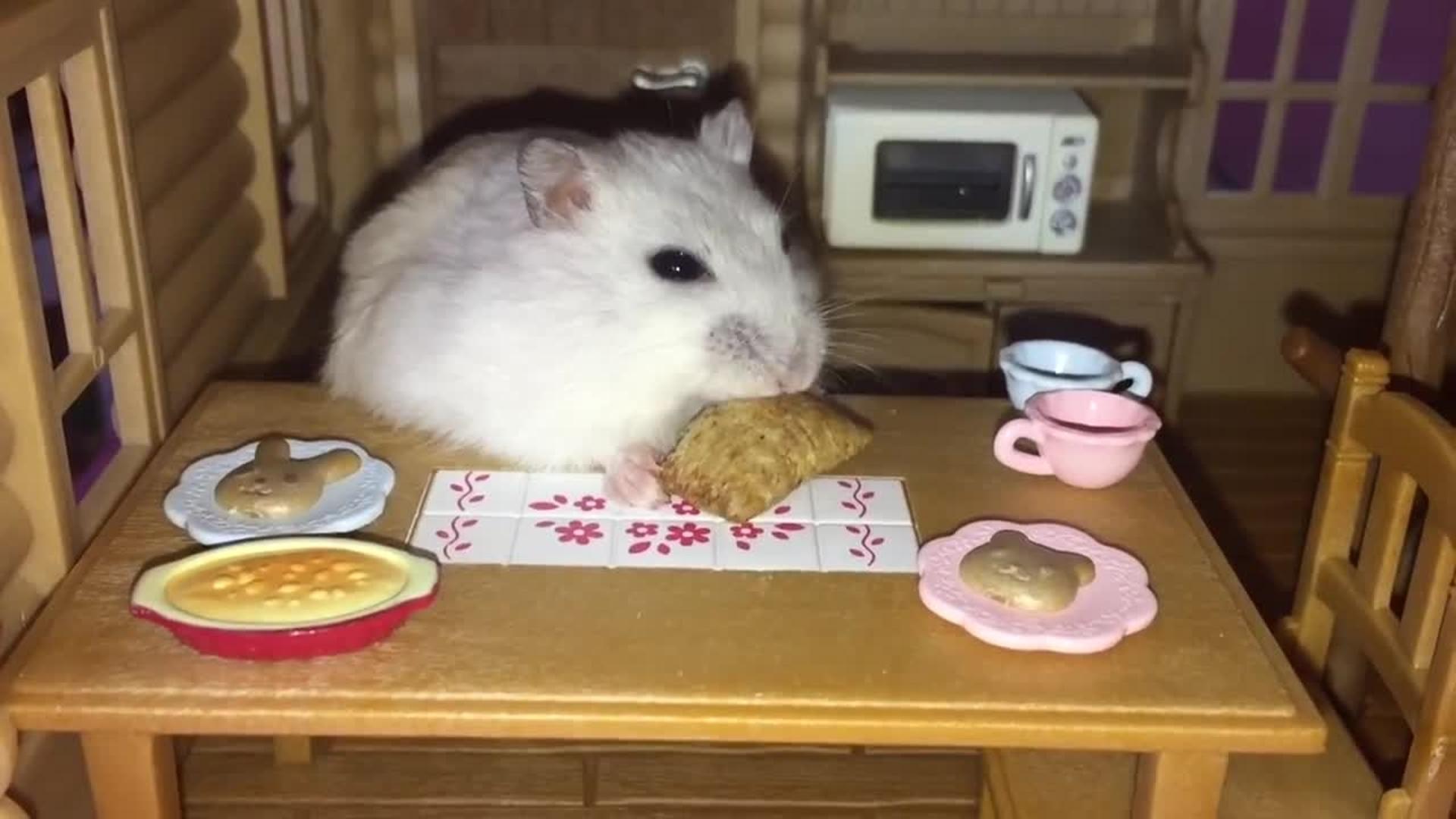 Luxurious Hamster Rides Pony | Jukin Licensing