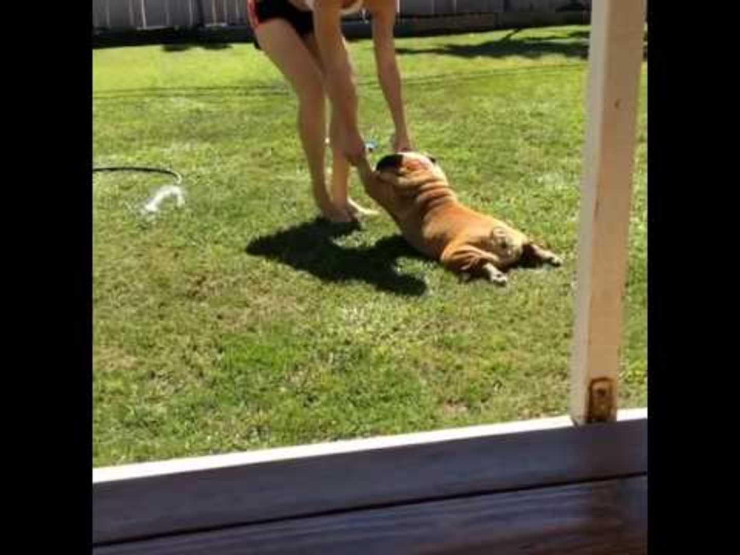 Dog Doesn't Want to Take a Bath | Jukin Licensing