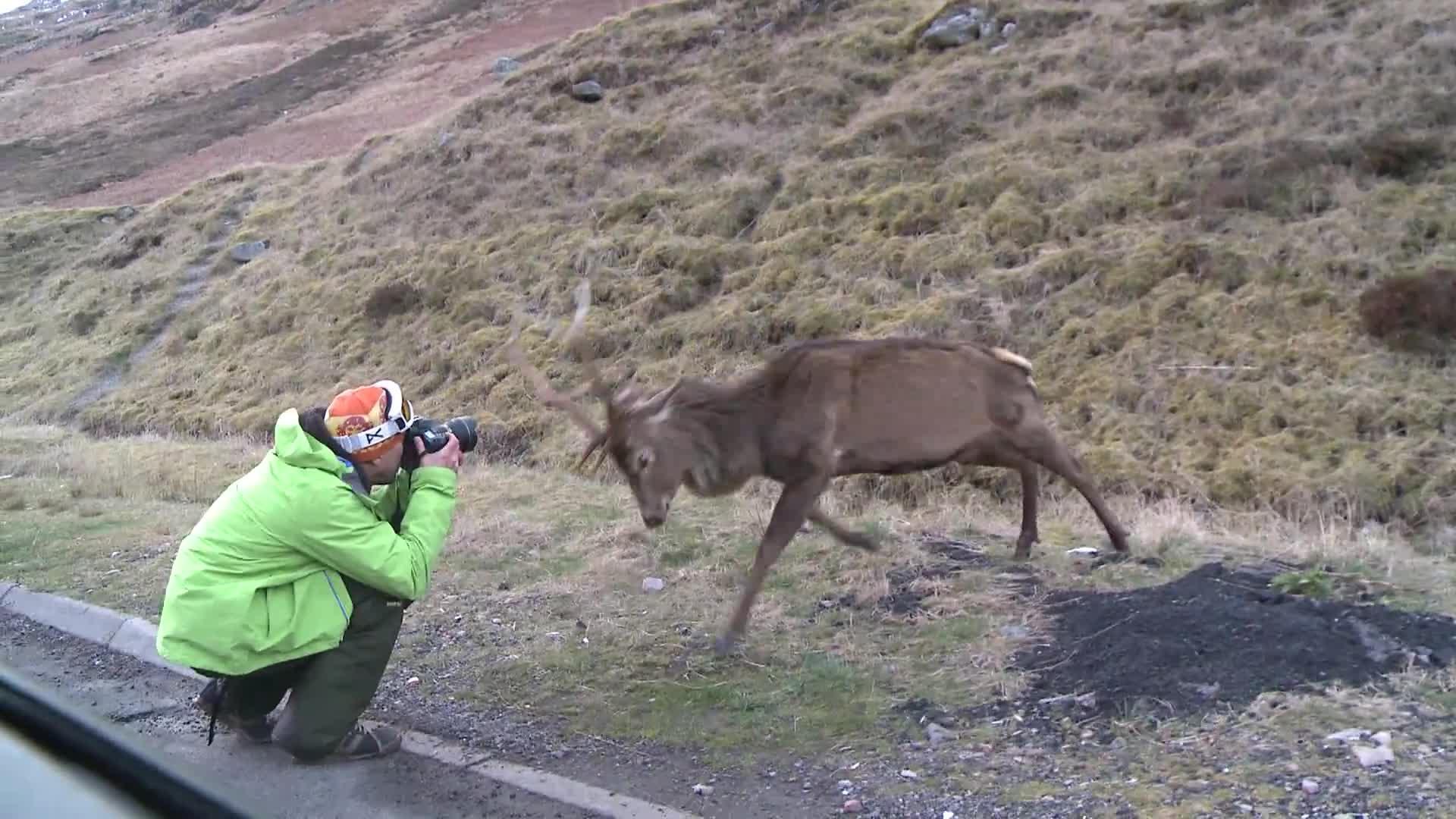 Deer Head-Butts Photographer | Jukin Licensing