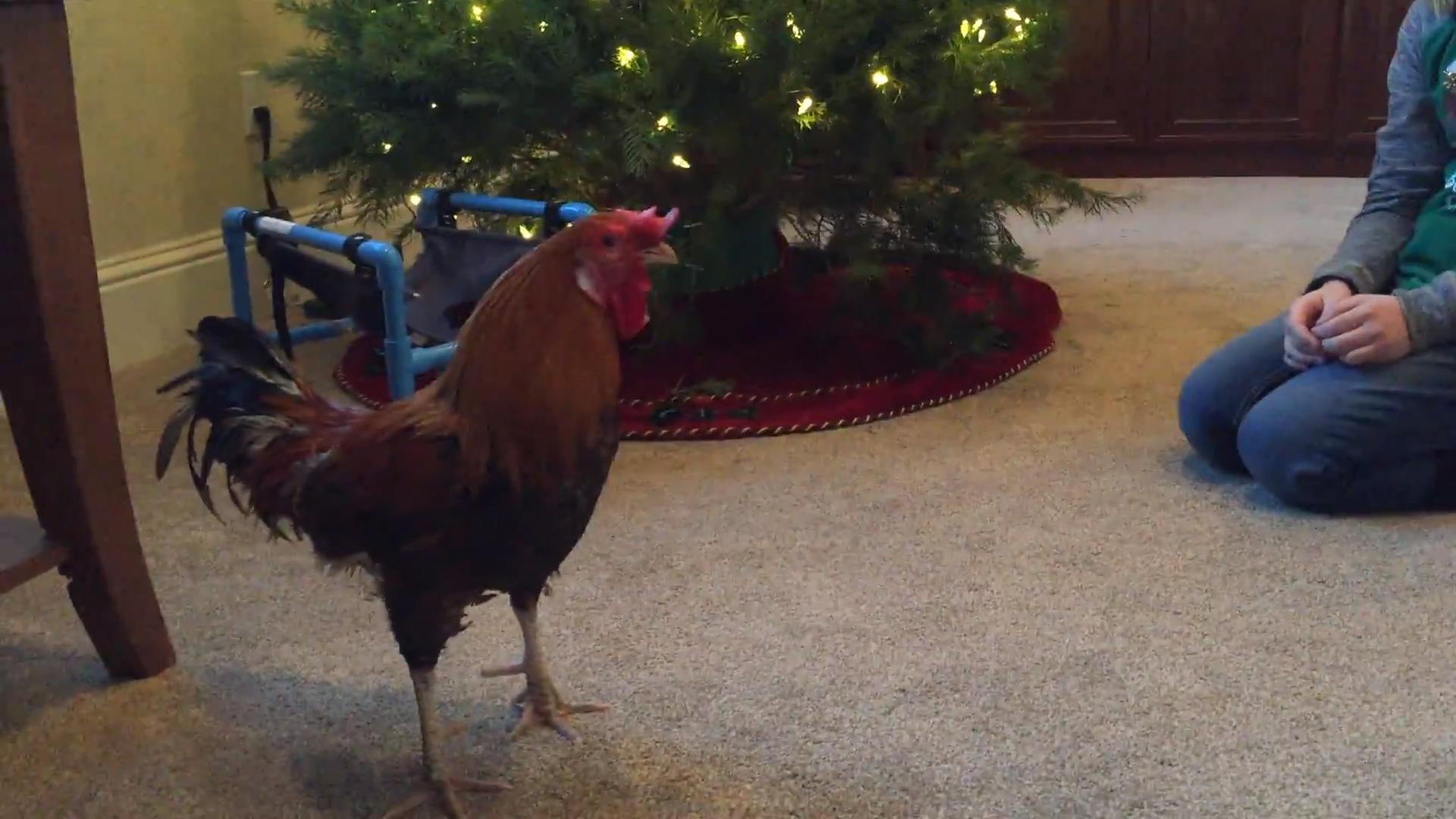 Rooster Walks For First Time After Injury | Jukin Licensing