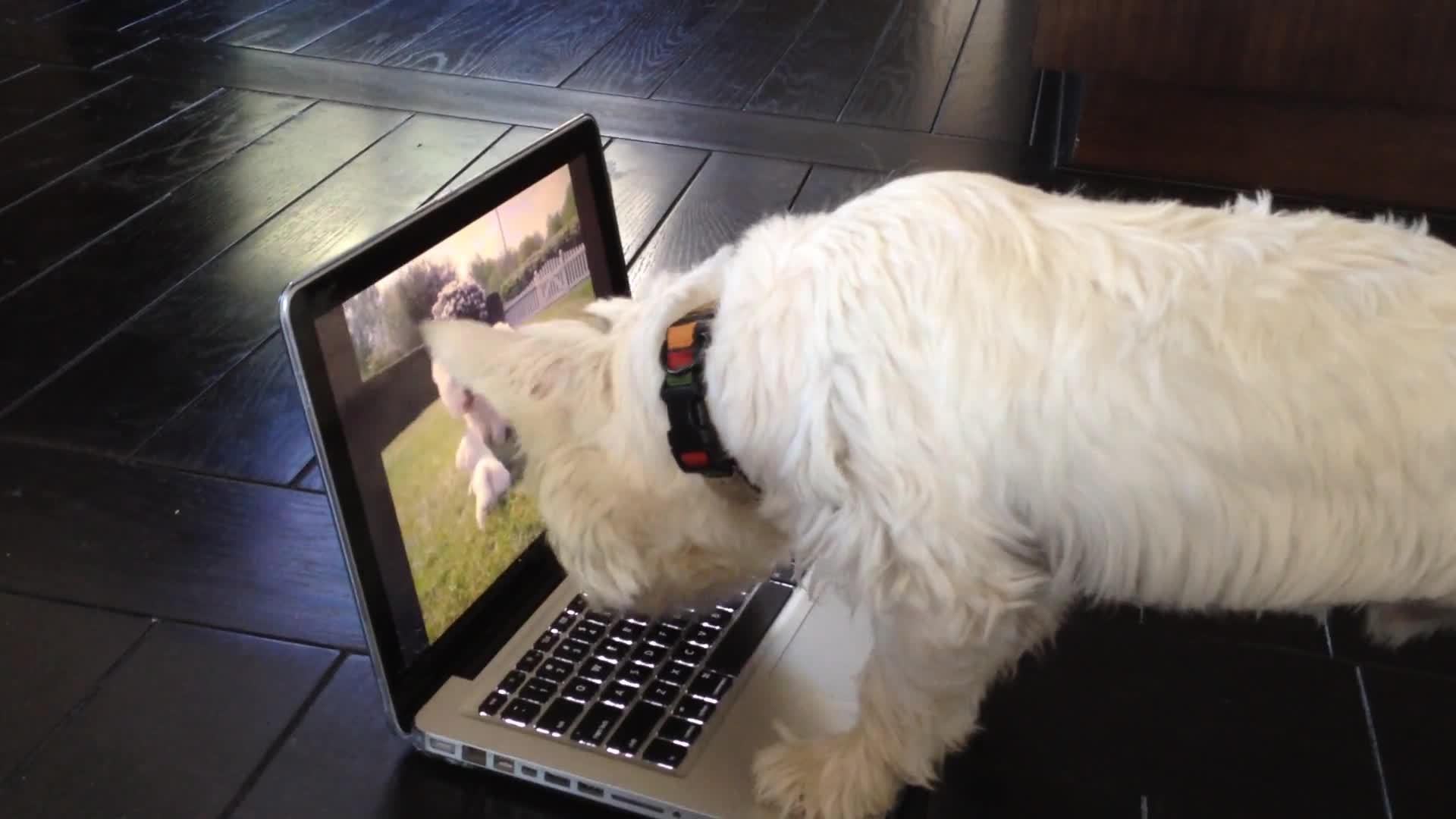 Confused Dog Tries to Find Puppies on Computer Screen | Jukin Licensing