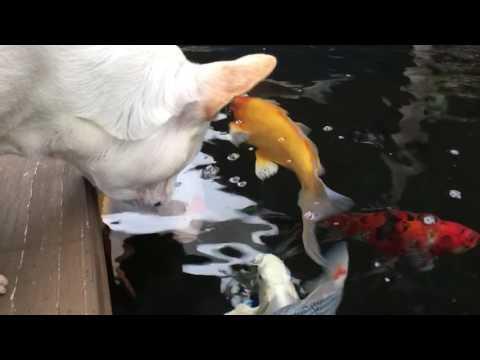 French Bulldog Kisses Koi Fish | Jukin Licensing