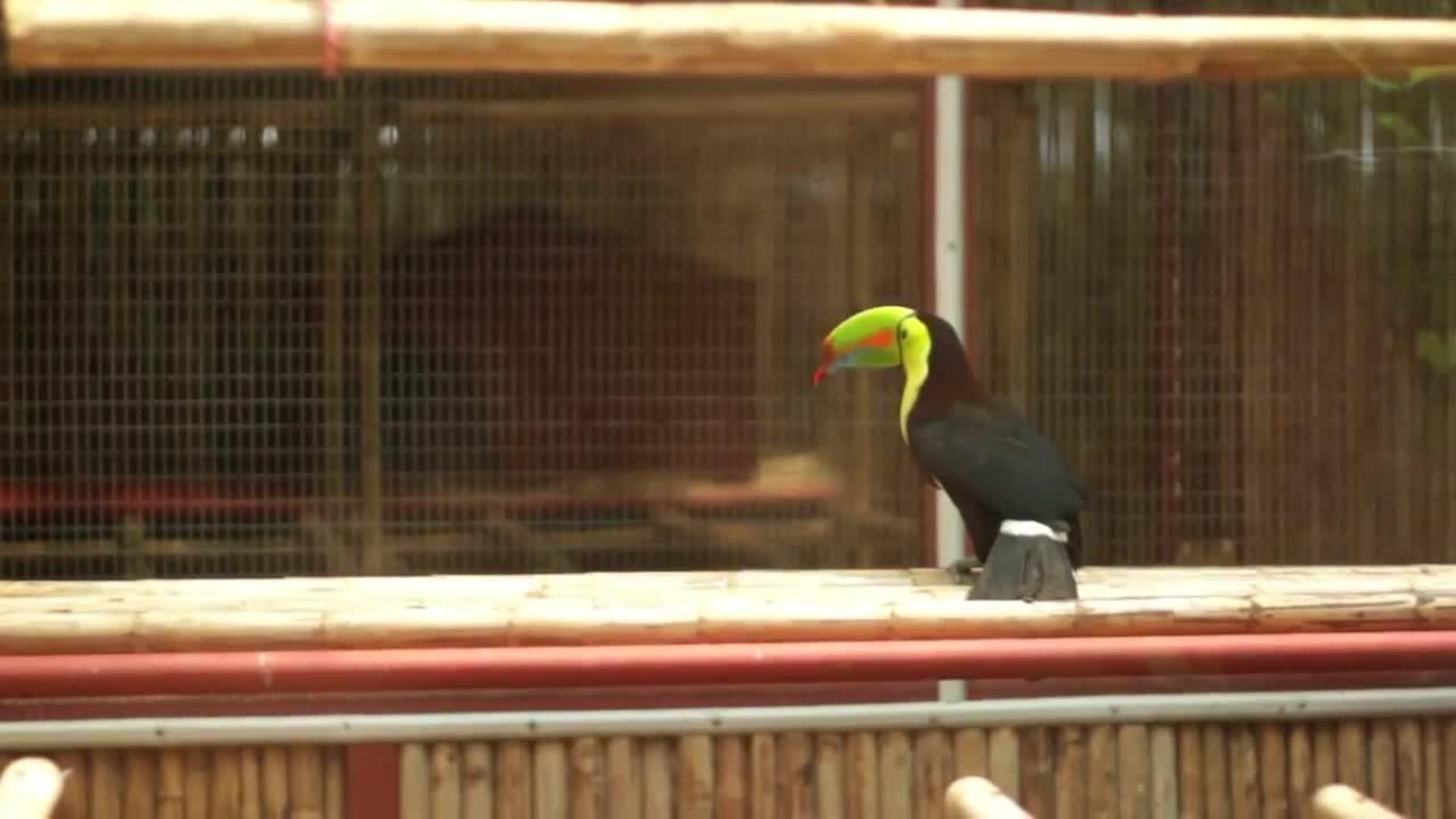 Toucan with Broken Beak Hops Around at Rescue Center | Jukin Licensing