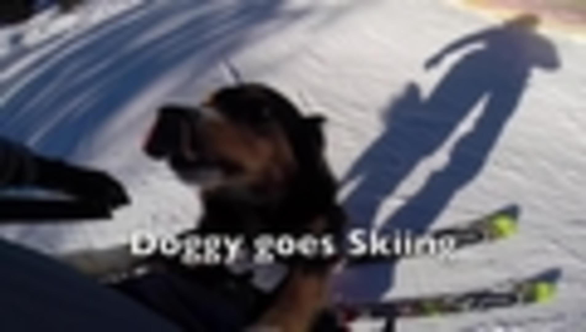 Dog Skis and Runs on Mountain | Jukin Licensing