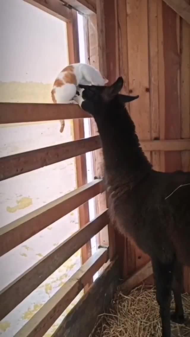 Llama and Pet Cat Enjoy Playing With Each Other | Jukin Licensing