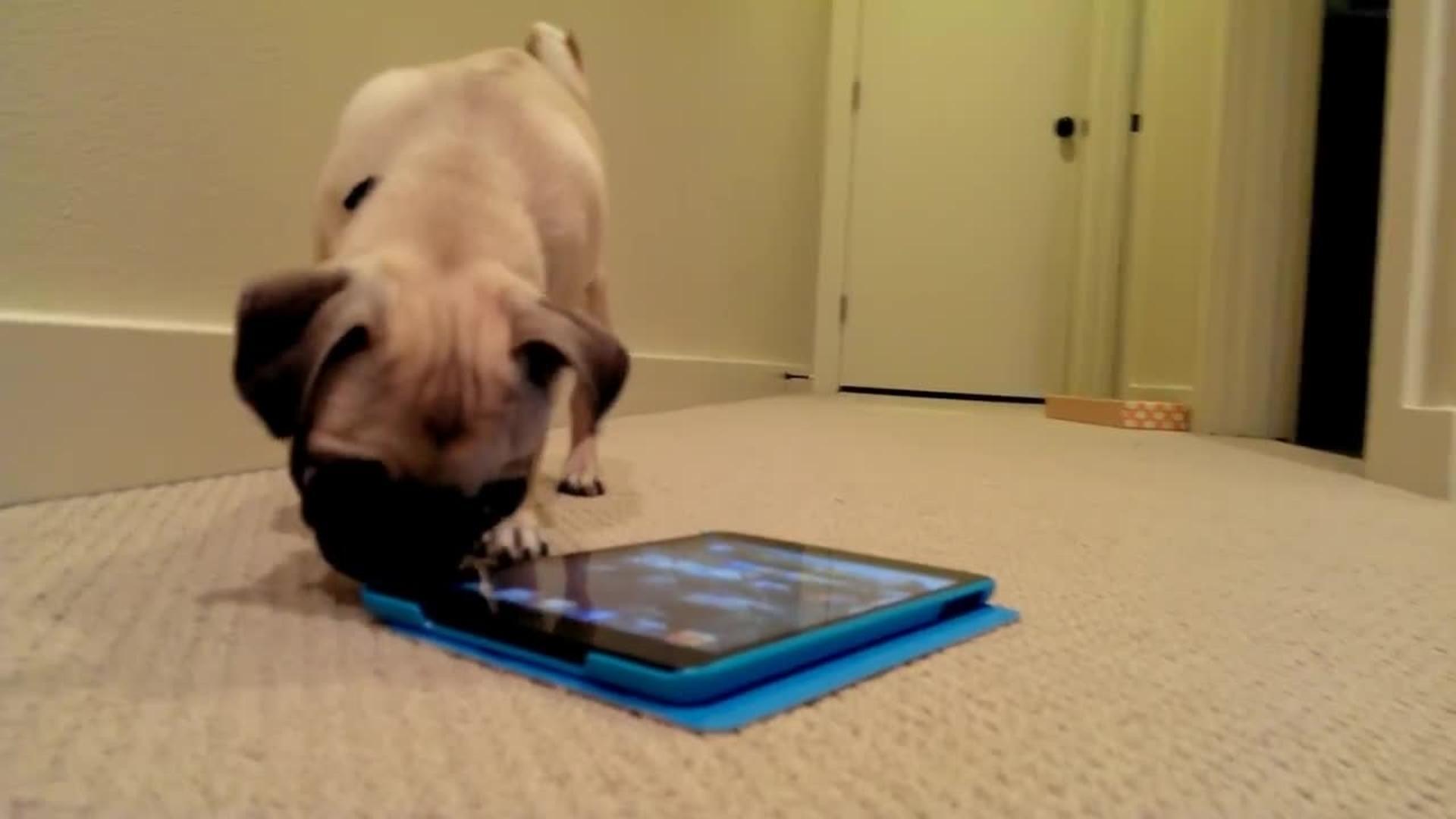 Pug Puppy Plays With Fart App | Jukin Licensing