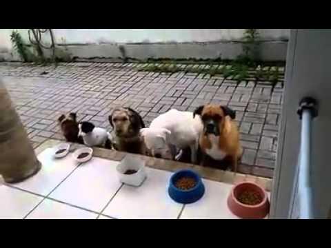 Dogs Devour Food after Praying | Jukin Licensing