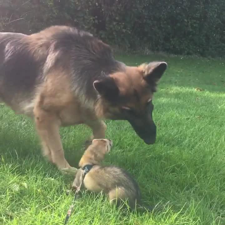 Dog and Ferret Play Together While Out for a Walk in Park | Jukin Licensing