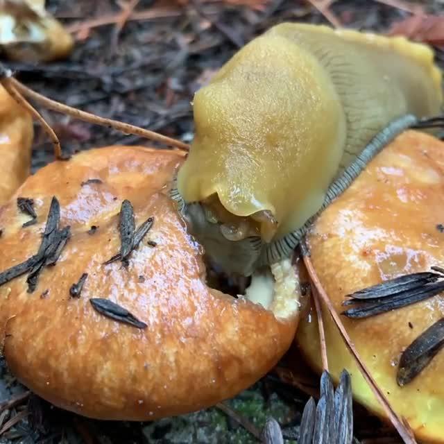 Big Banana Slug Slowly Feeds on Human Food | Jukin Licensing