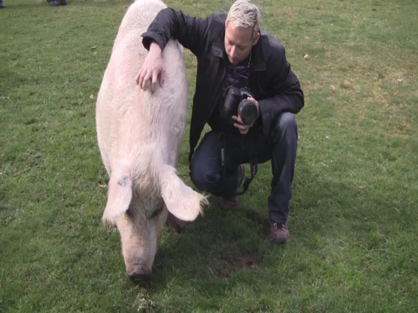 Pig Knocks Photographer to the Ground | Jukin Licensing