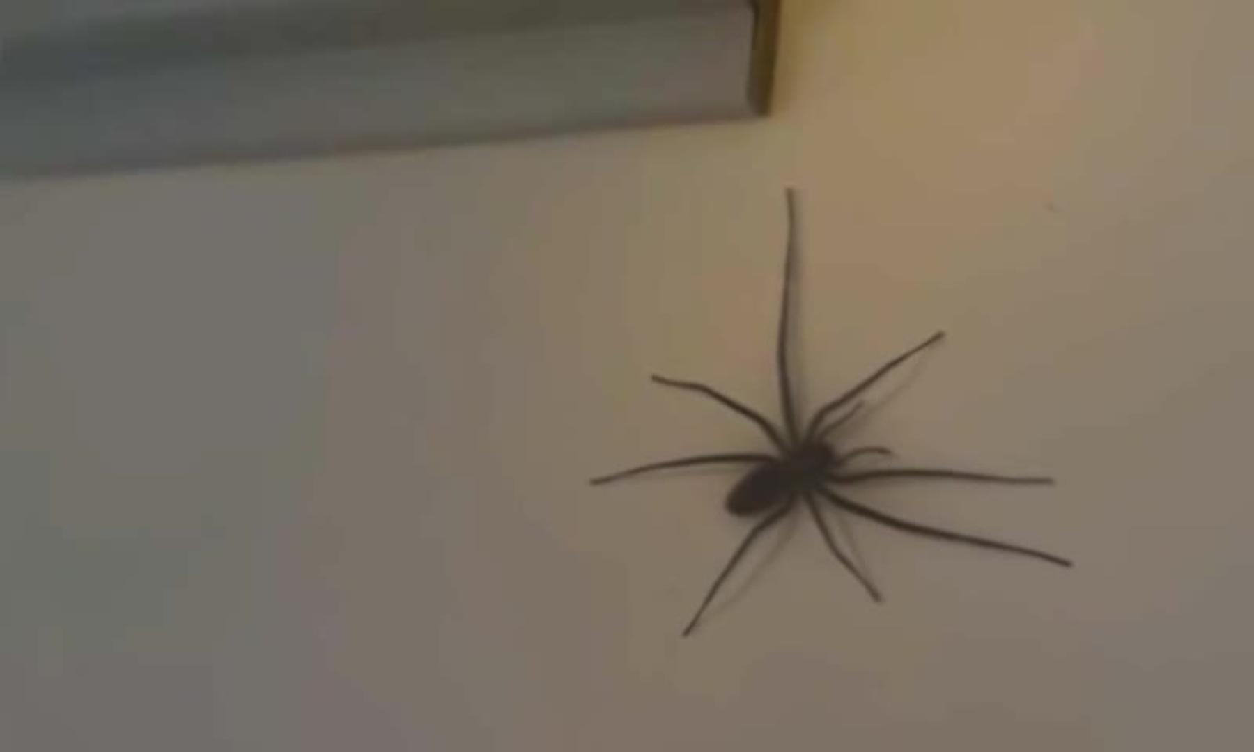 Spider Home Intruder Jumps at Man | Jukin Licensing