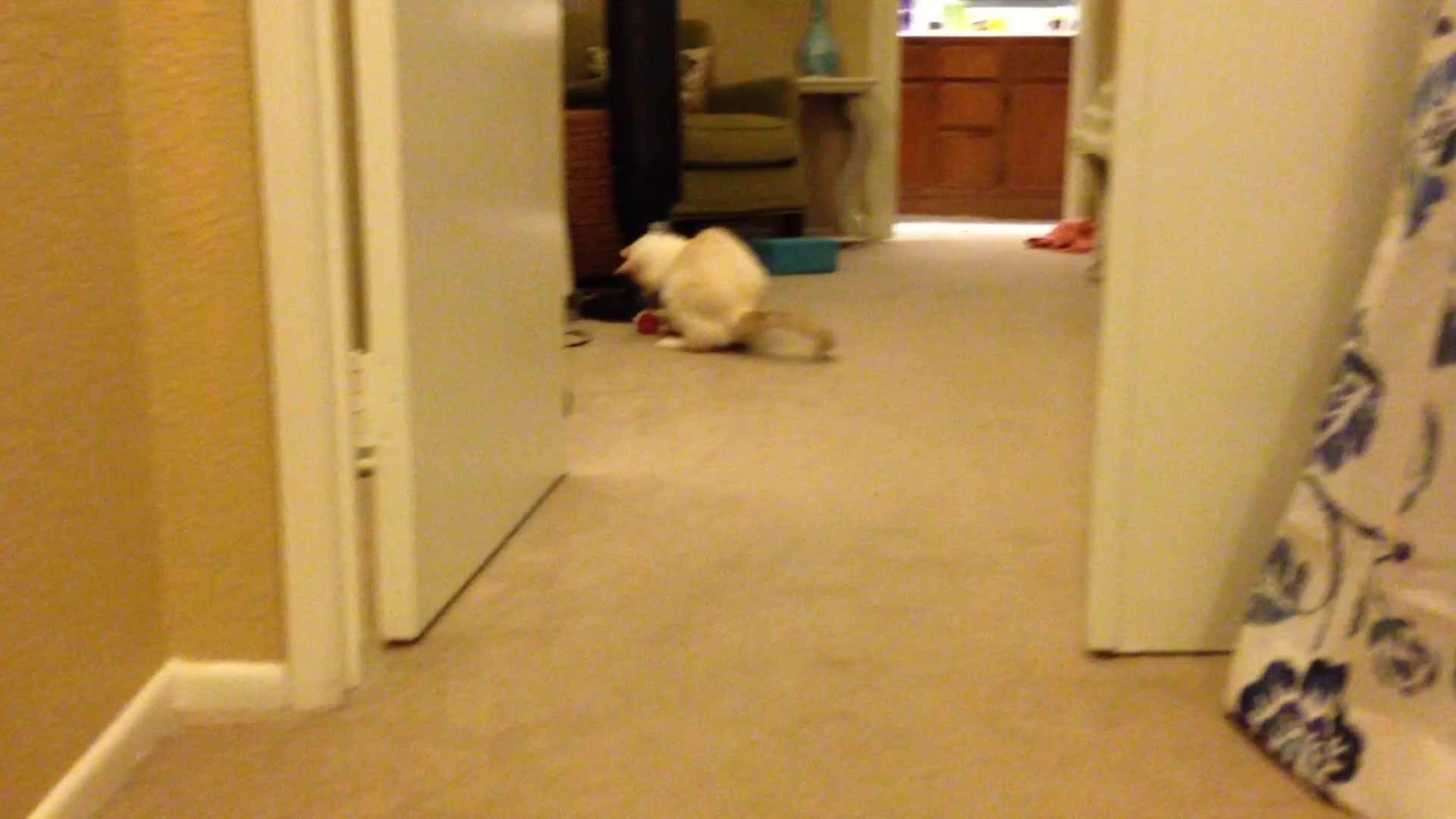 Cat Malfunctions Playing with Toy | Jukin Licensing