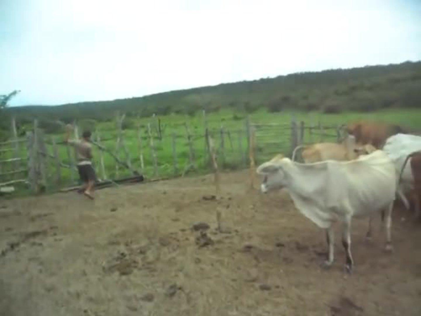 Guy Ropes Cow And Is Kicked While Milking | Jukin Licensing