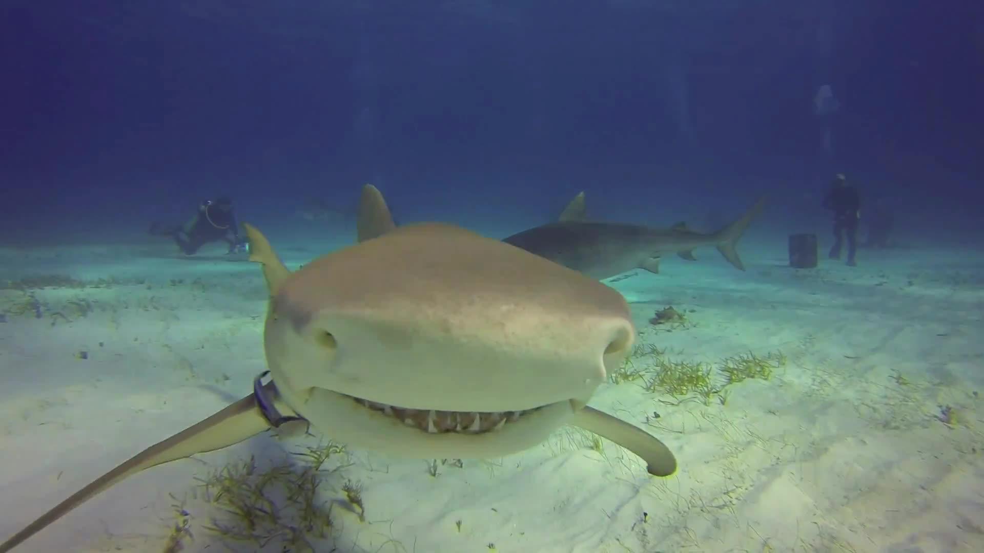 GoPro Attacked by Tiger Shark | Jukin Licensing