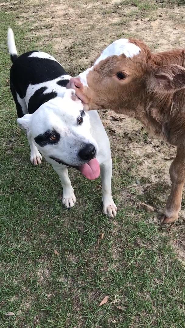 Bulldog and Calf Give Each Other Kisses | Jukin Licensing