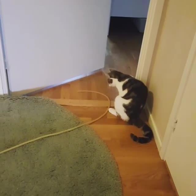 Cat Bends Body and Walks Weirdly While Holding String in Mouth | Jukin ...