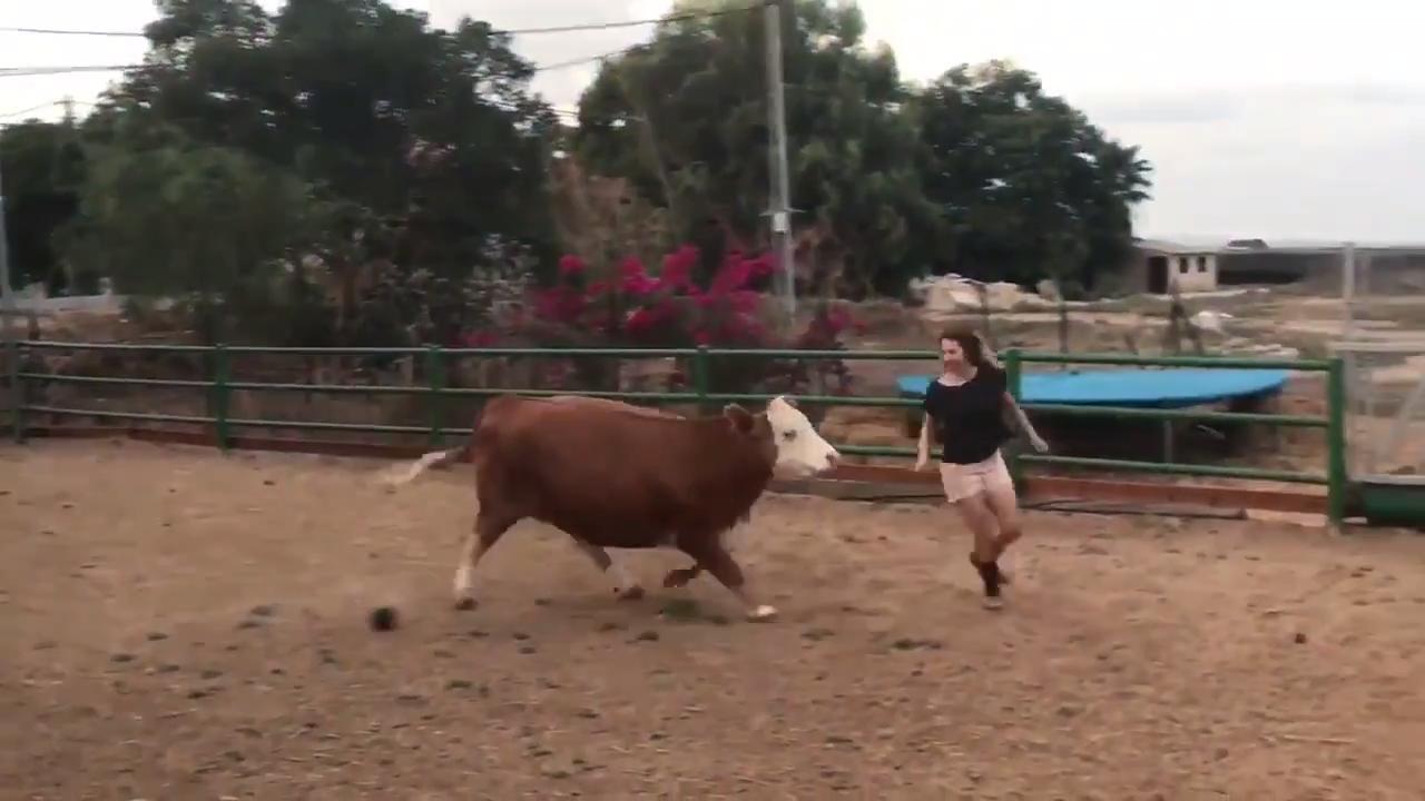 Cow Plays with Woman on Farm | Jukin Licensing