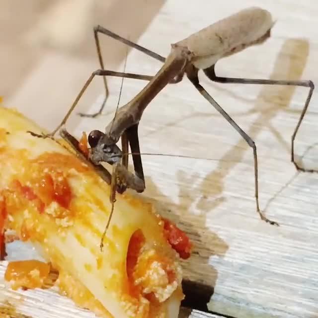 Praying Mantis Eats Pasta | Jukin Licensing