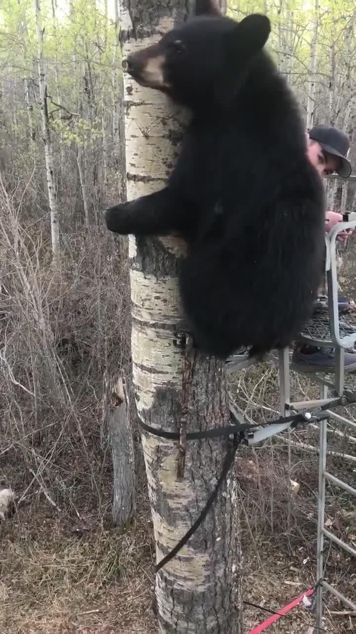 Hunter Experiences Close Encounter With Bear in Tree Stand | Jukin ...