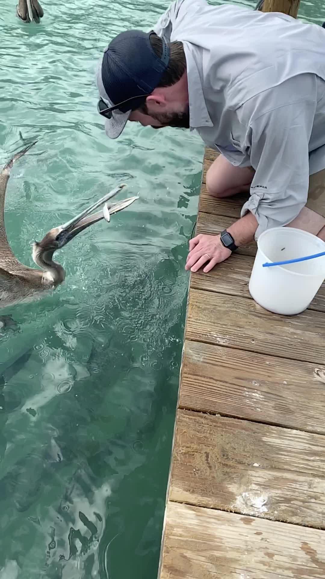 Guy Holding Small Fish in Hand Gets Attacked by Pelican Bird | Jukin ...