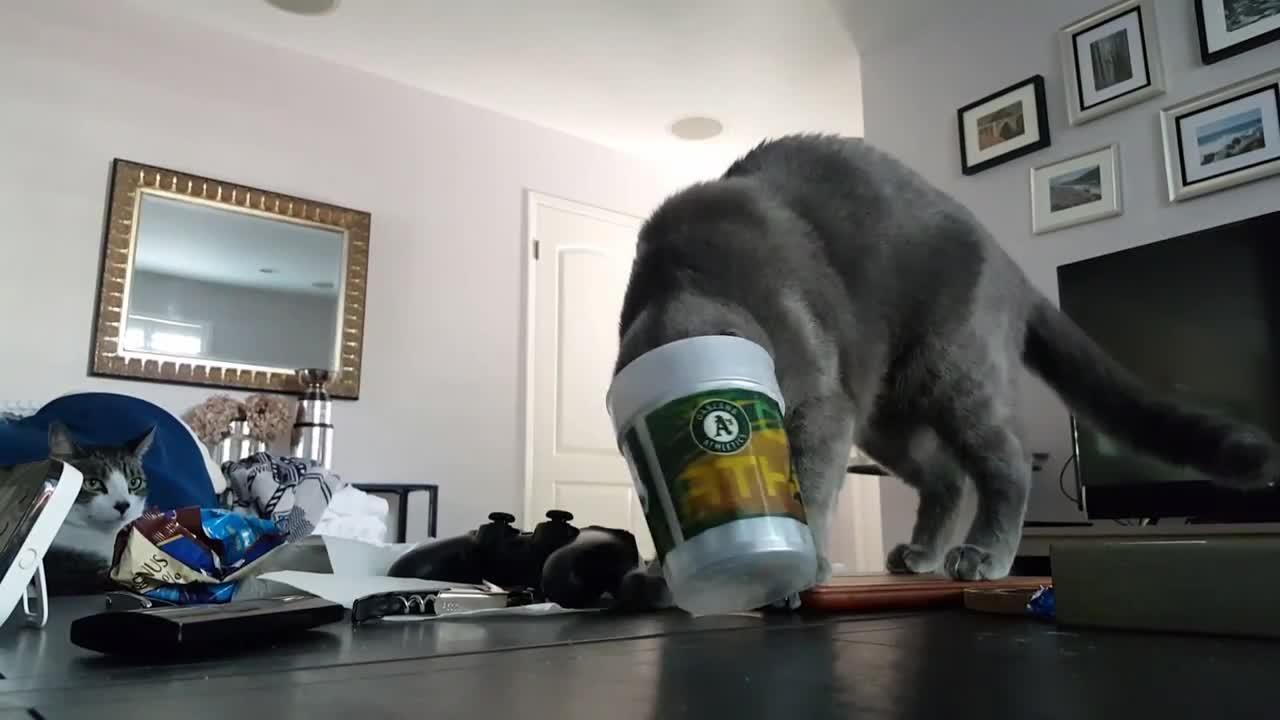 Cat Gets Head Stuck in Cup While Curiously Trying to Look Inside it And ...