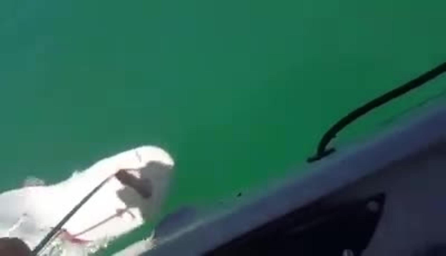 Great White Shark Feeds on Leopard Shark | Jukin Licensing