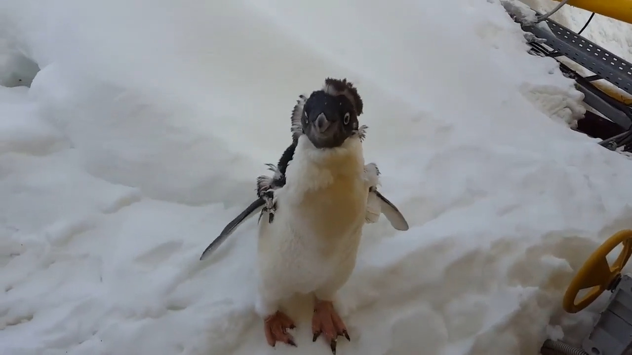 Penguin Wanders Around Russian Station at Antarctica | Jukin Licensing