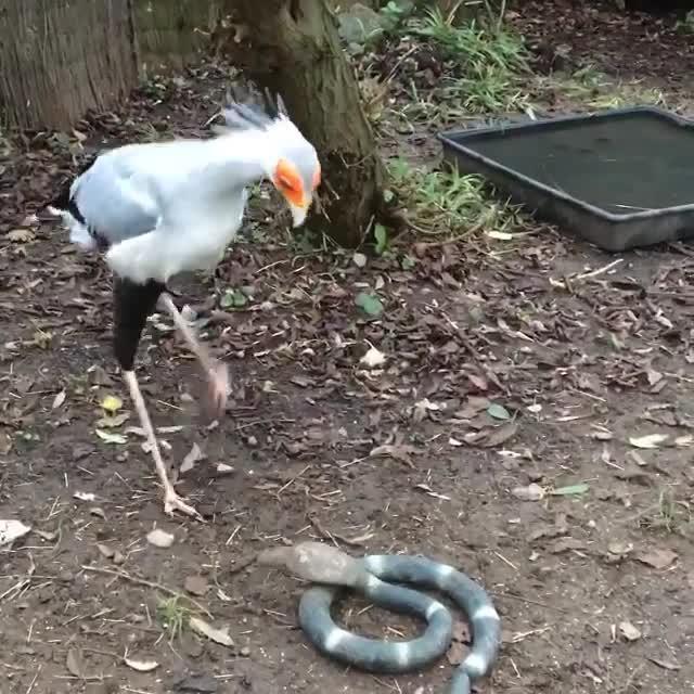 Bird Stomps on Fake Snake's Head | Jukin Licensing