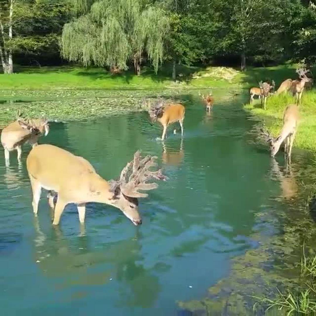 Reindeer Feeding in Water | Jukin Licensing