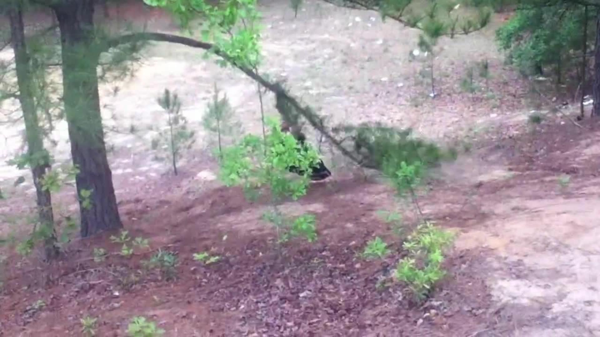 Kid Falls off Tree Branch and Rolls down Hill | Jukin Licensing