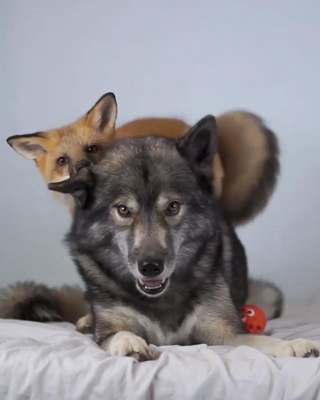 Siberian Husky and Fox Play on Bed | Jukin Licensing